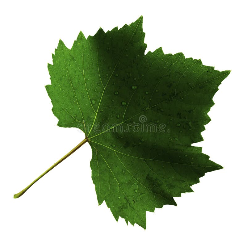 One Leaf of Grapes Isolated on White Background, Top Side of Leaf Stock ...