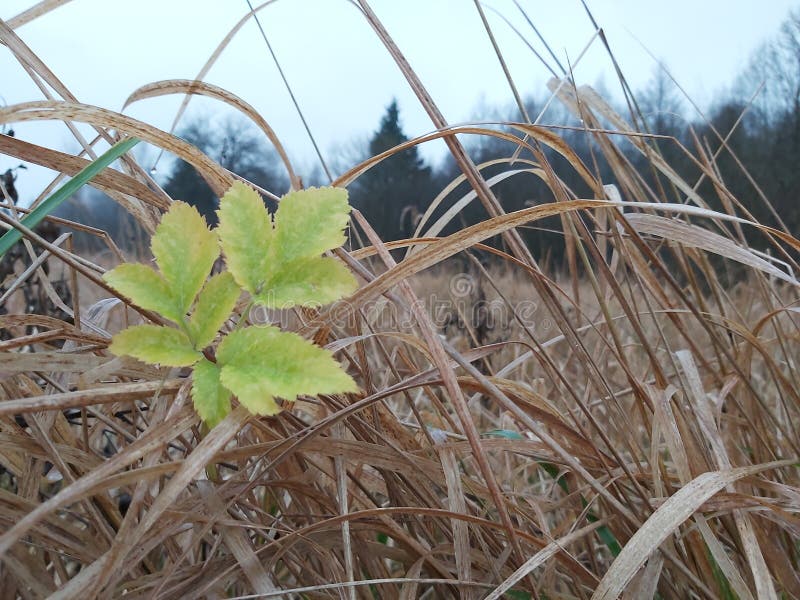 One leaf stock image. Image of nature, grass, leaf, woods - 164560889