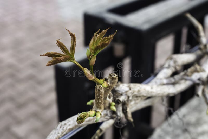 One leaf stock image. Image of tree, leaf, petal, plant - 112513025