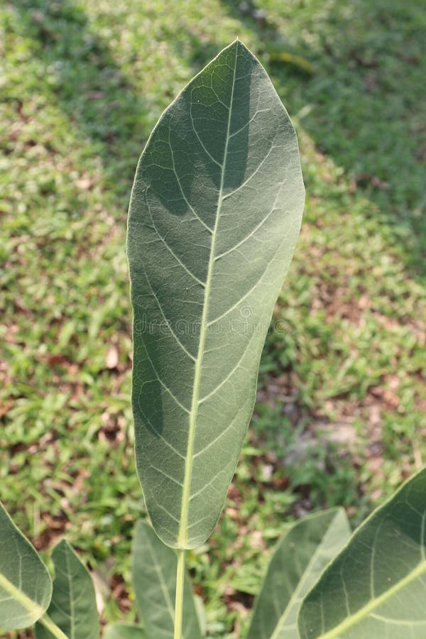 One leaf of tobacco tree stock photo. Image of growing - 324727472