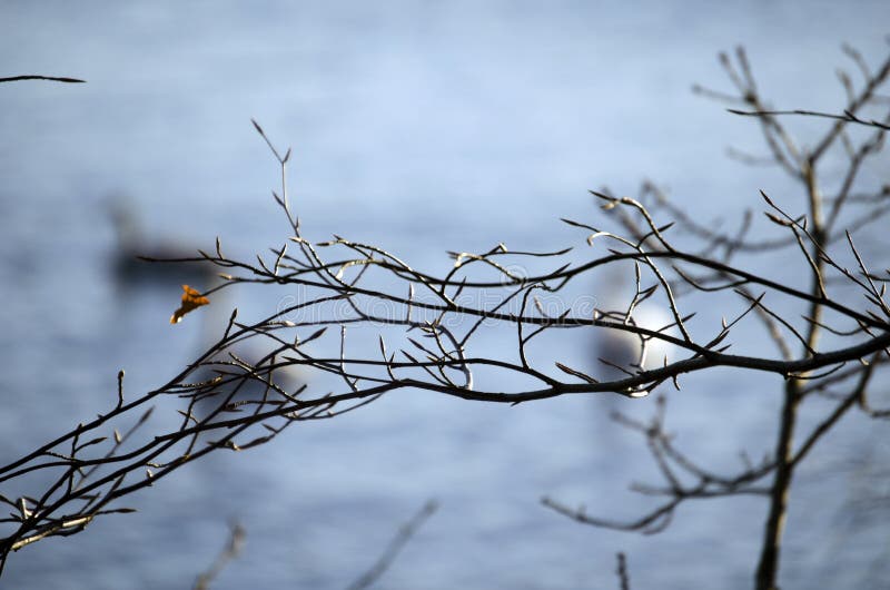 One leaf stock photo. Image of leaf, tree, branches - 83622220