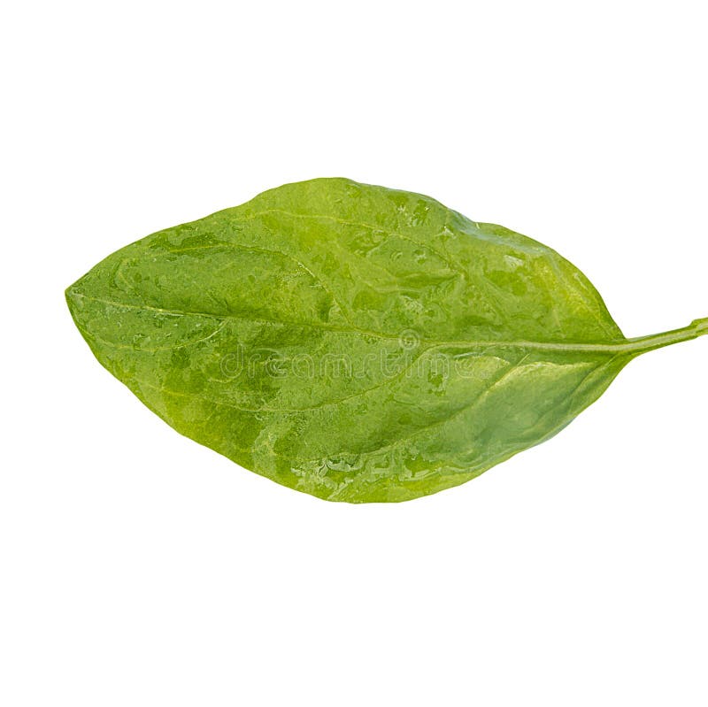 1,061 Single Leaf Spinach Stock Photos - Free & Royalty-Free Stock ...