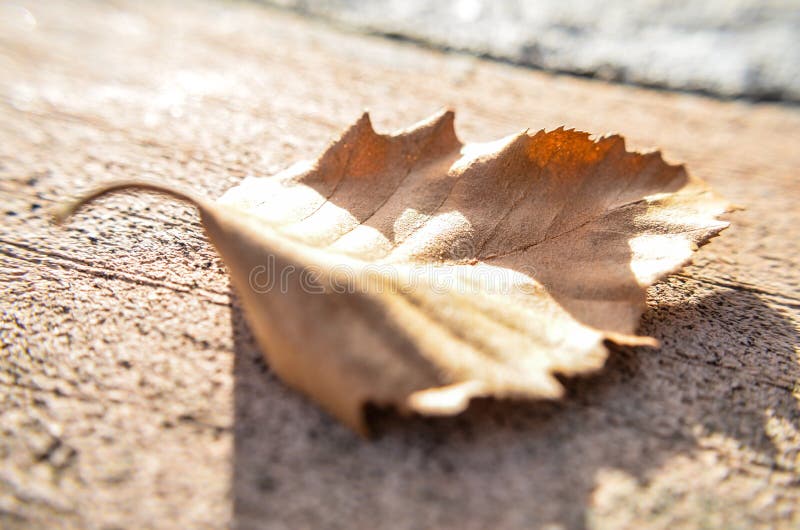 One Leave on the Wood Floor Stock Image - Image of plant, brown: 114362009