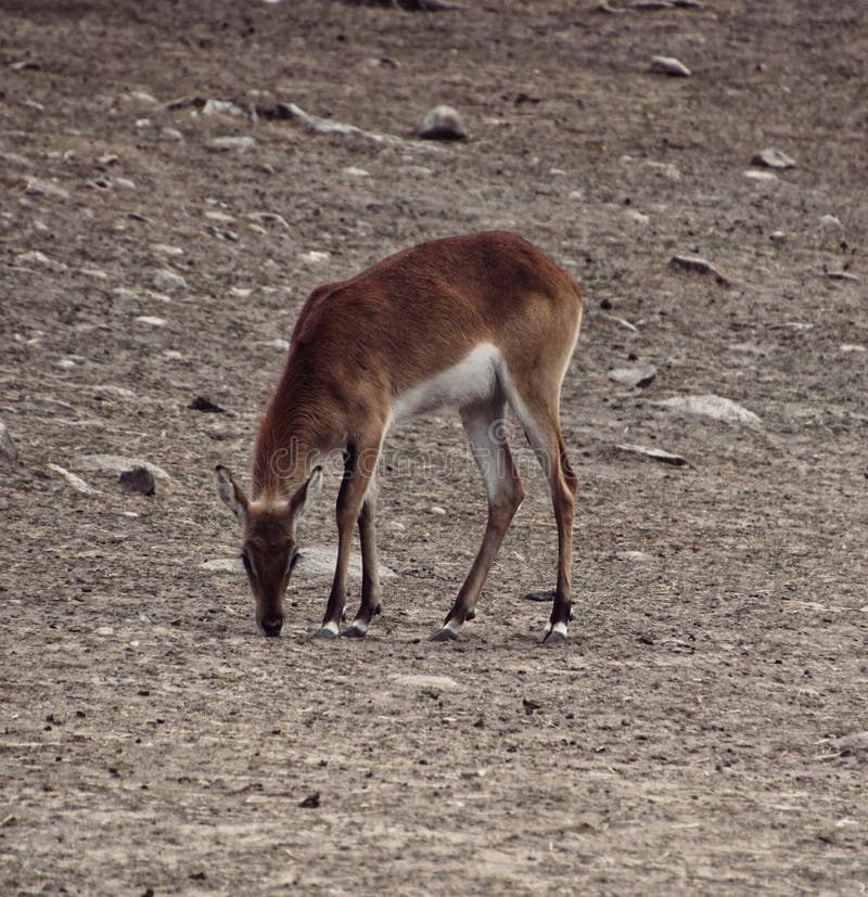 One Lechwe Standing on the Ground Stock Photo - Image of lechwe, herd ...