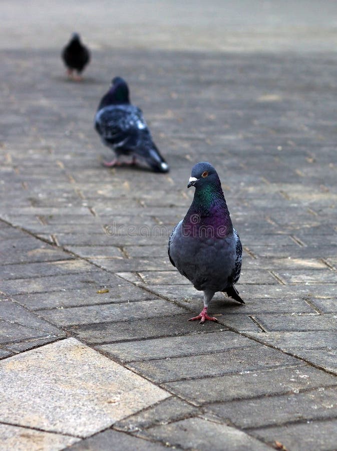 Injured Dove Stock Photos - Free & Royalty-Free Stock Photos from ...