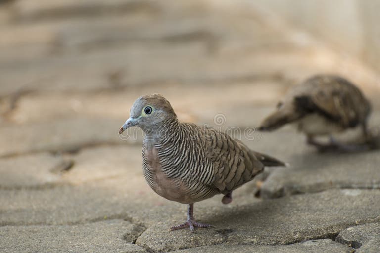One Leg Dove stock image. Image of rest, ground, animal - 30377339