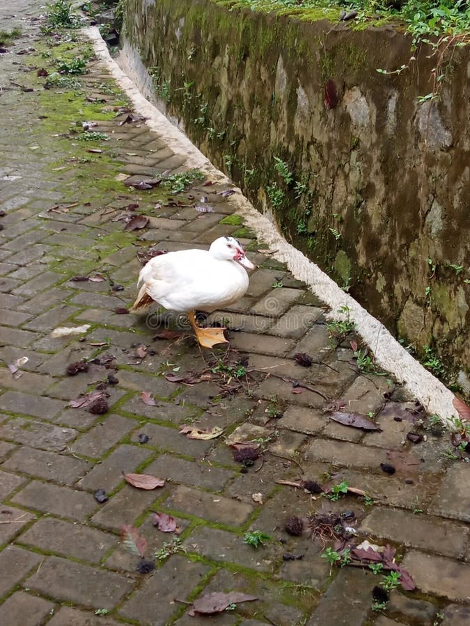 One Leg Duck Standing Outside Stock Image - Image of duck, standing ...