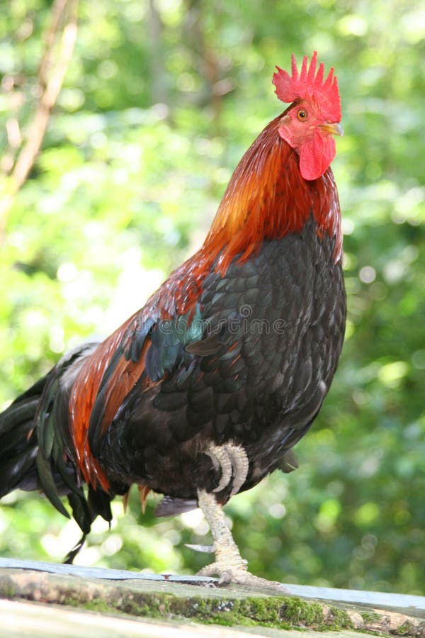 Rooster Free Stock Photos & Pictures, Rooster Royalty-Free and Public ...