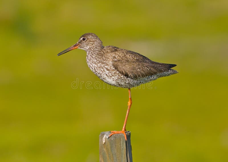 One-legged bird on pole stock image. Image of cute, animal - 14623355