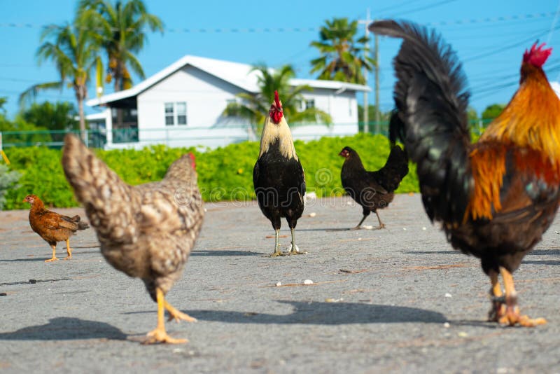 One Legged Chicken Stock Photos - Free & Royalty-Free Stock Photos from ...