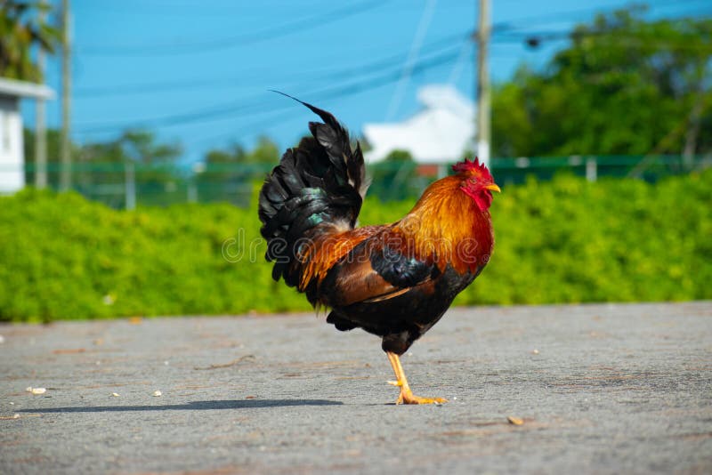 One Legged Chicken Standing in the Sunshine Stock Photo - Image of ...