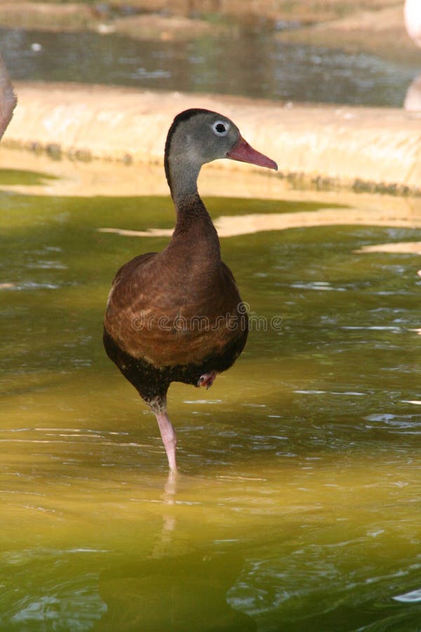One-legged Duck stock image. Image of bird, blackbelliedwhistlingduck ...