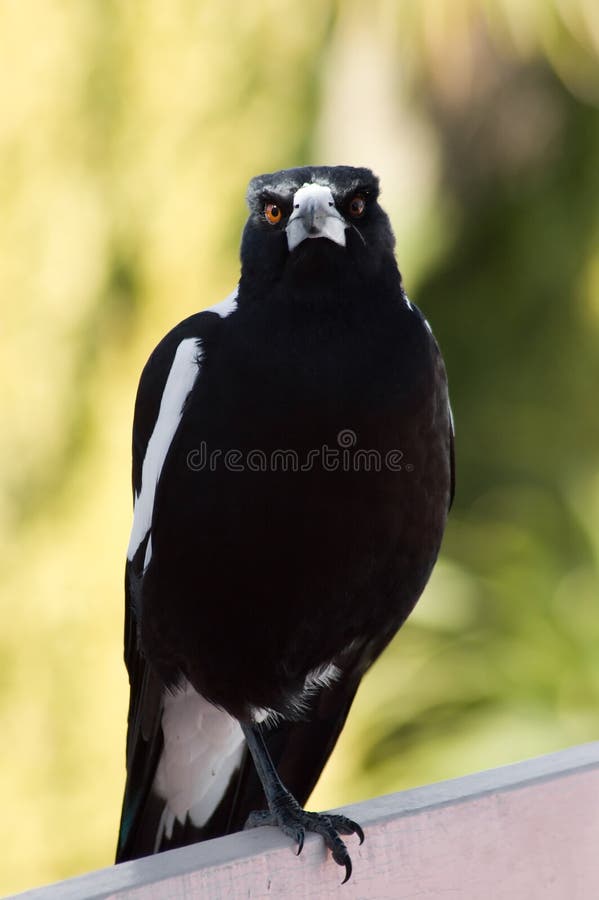 One Legged Magpie stock image. Image of aggressive, native - 1123015