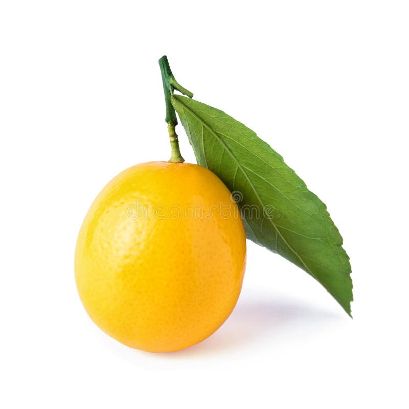 One Lemon with Leaf and Twig Isolated on White Stock Image - Image of ...