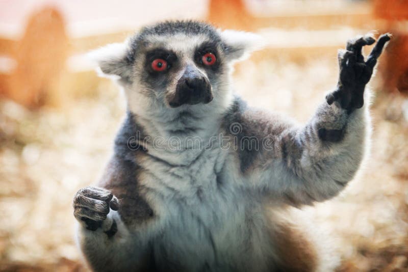 Angry Ring Tailed Lemur Stock Photos - Free & Royalty-Free Stock Photos ...