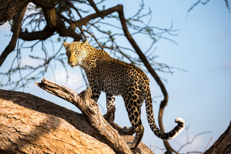 Male Leopard Climbing A Tree, South Africa Stock Photo - Image of ...
