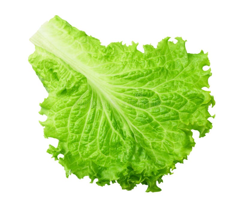 One Lettuce Leaf Isolated on a White Background Stock Image - Image of ...