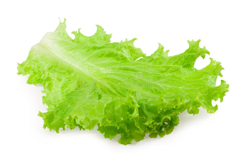 One Lettuce Leaf Isolated on a White Background Stock Photo - Image of ...
