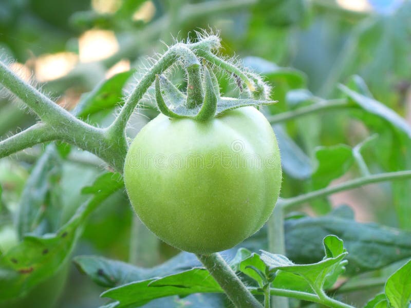 One Light Green Young Tomato on Its Tree Stock Image - Image of farm ...