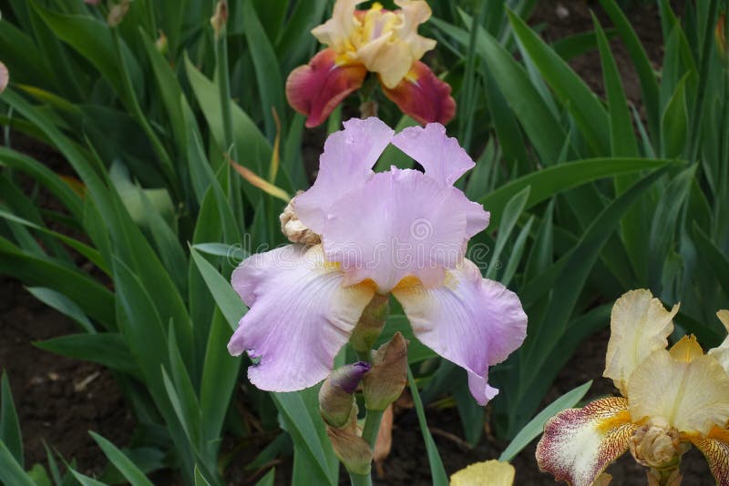 One Light Pink Flower of Bearded Iris Stock Image - Image of falls ...