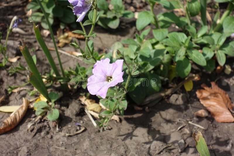 One Light Pink Flower of Petunia Stock Image - Image of annual ...