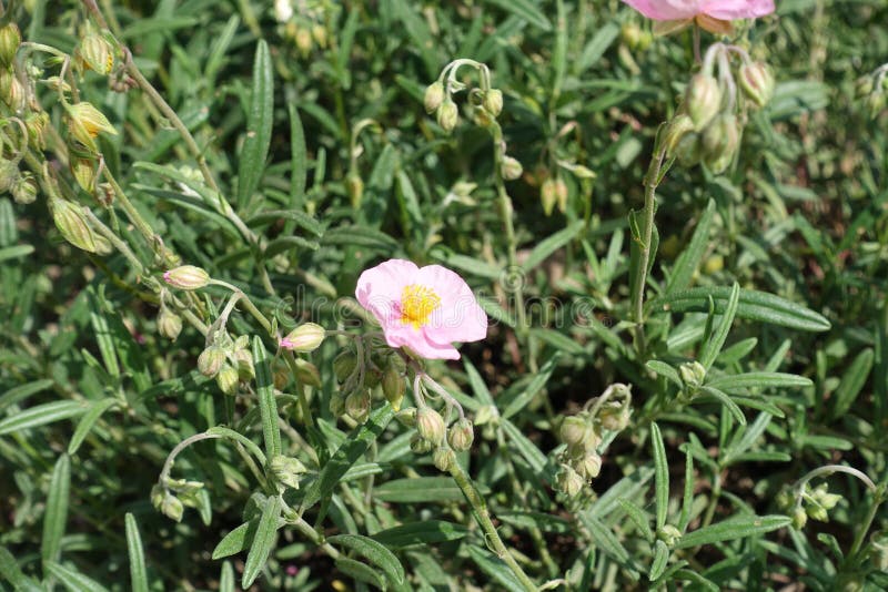 One Light Pink Flower of Rock Rose in May Stock Photo - Image of ...