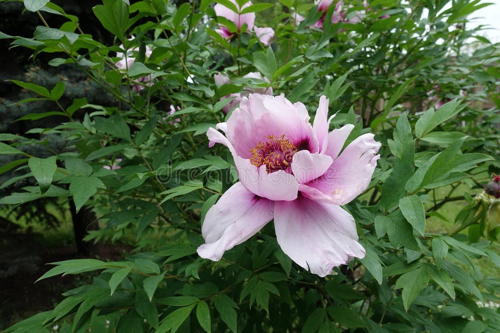 One Light Pink Flower of Tree Peony Stock Image - Image of purple ...