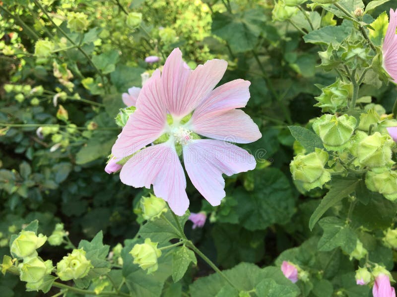 One Light Pink Mallow Flower. Stock Photo - Image of buds, mallow ...