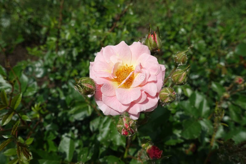 3 Semi Double Flowers of White Roses in May Stock Image - Image of rosa ...