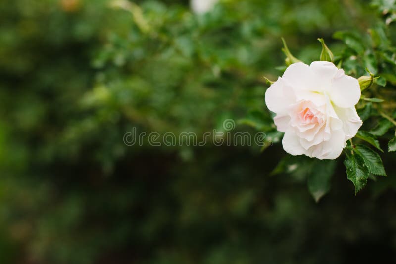 One light rose stock photo. Image of flora, white, nature - 178312526