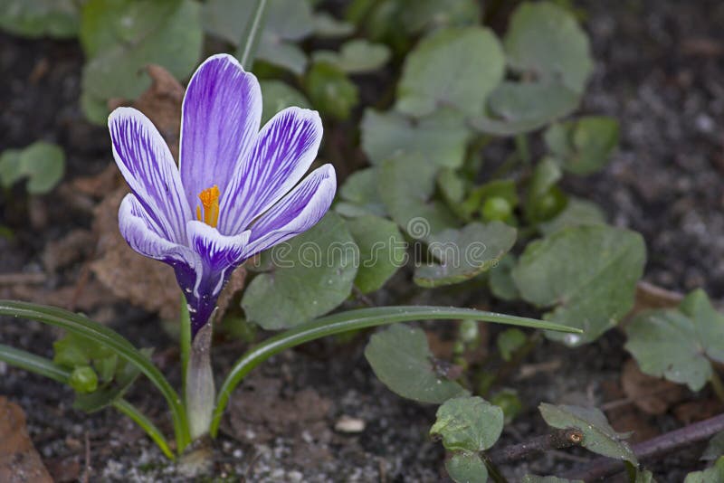 Crocus close up stock image. Image of crocus, blur, floral - 176333039