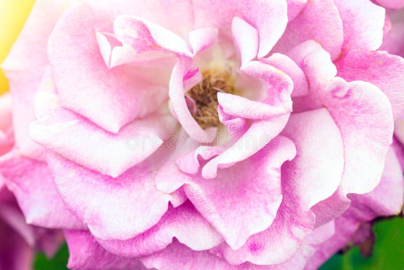 One Lilac Garden Rose in Beautiful Garden. Close Up Stock Photo - Image ...