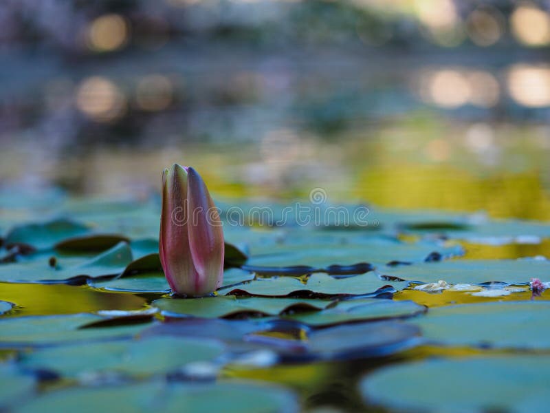 One lily on lake stock photo. Image of mills, light, pink - 97276270