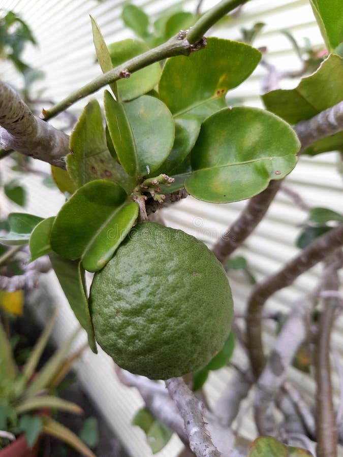 One Lime Hanging on a Tree Branch Stock Image - Image of branch, lime ...