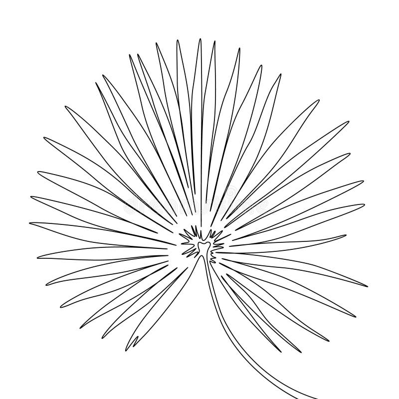 Fan Palm Drawing Stock Illustrations – 1,434 Fan Palm Drawing Stock ...