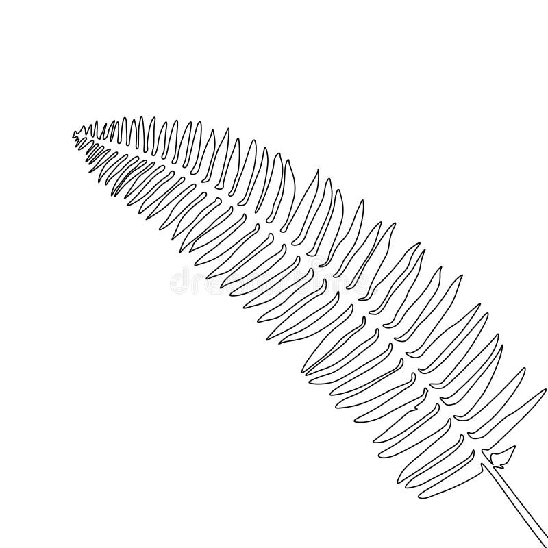 One Line Drawing Fern Stock Illustrations – 174 One Line Drawing Fern ...
