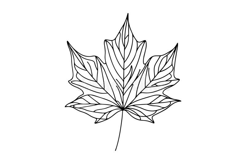 One Line Drawing of Spring Maple Leaf. Graphic Vector Illustration with ...