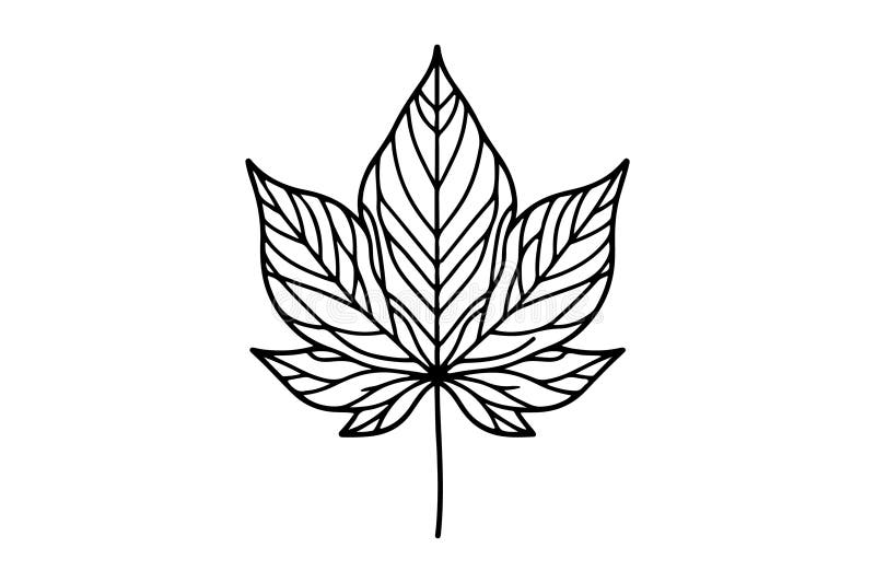 One Line Drawing of Spring Maple Leaf. Graphic Vector Illustration with ...
