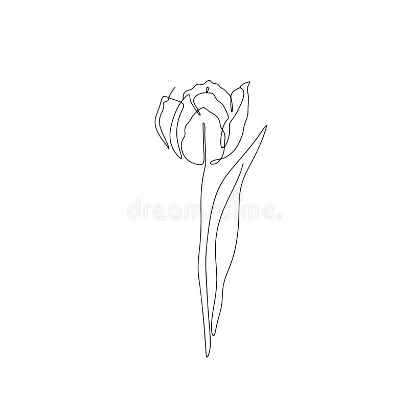 One Line Drawing Tulip. Hand Drawn Single Line Flower Stock Vector ...