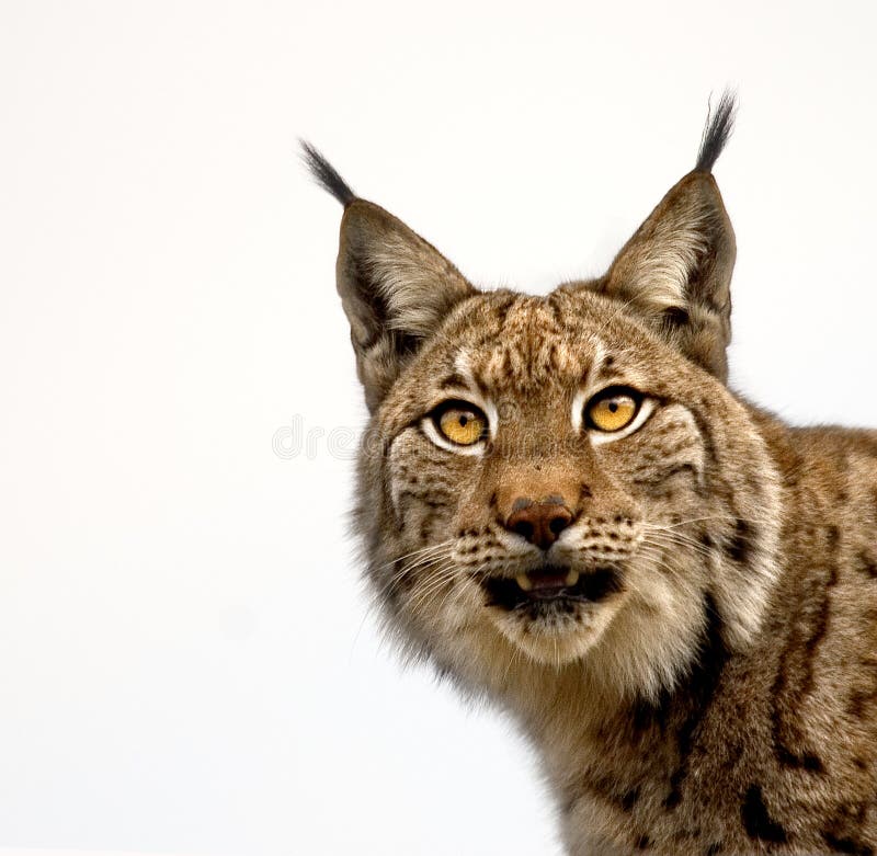 One Linx looking stock image. Image of spotted, kitty, lynx - 596283