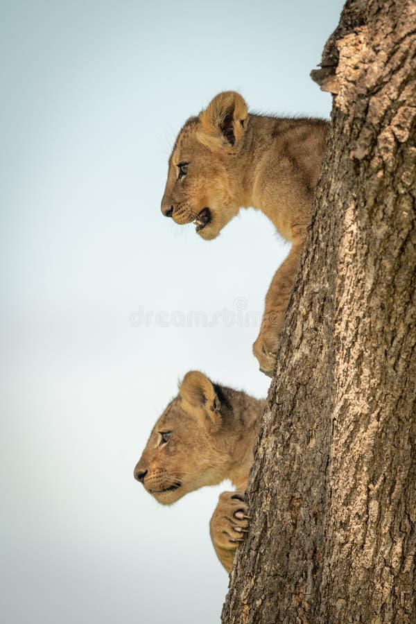 One Lion Cub Above Another on Trunk Stock Photo - Image of exterior ...