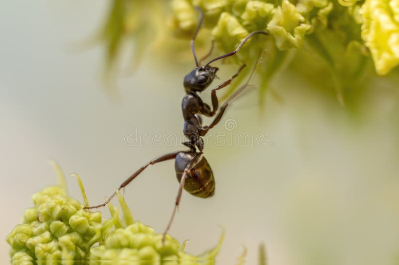 One Little Ant Climbs from Flower To Flower Stock Photo - Image of ...