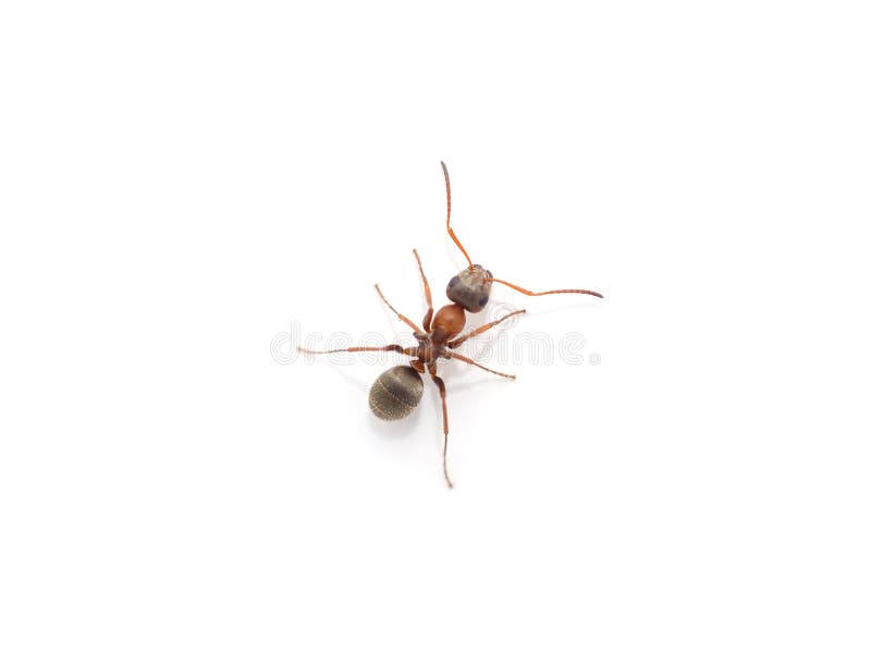 3,080 Little Ant Stock Photos - Free & Royalty-Free Stock Photos from ...