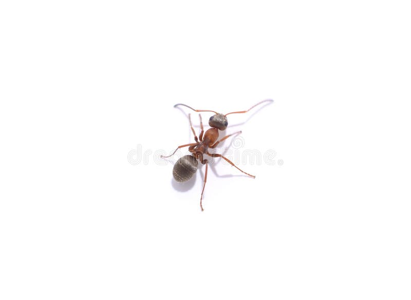 3,080 Little Ant Stock Photos - Free & Royalty-Free Stock Photos from ...