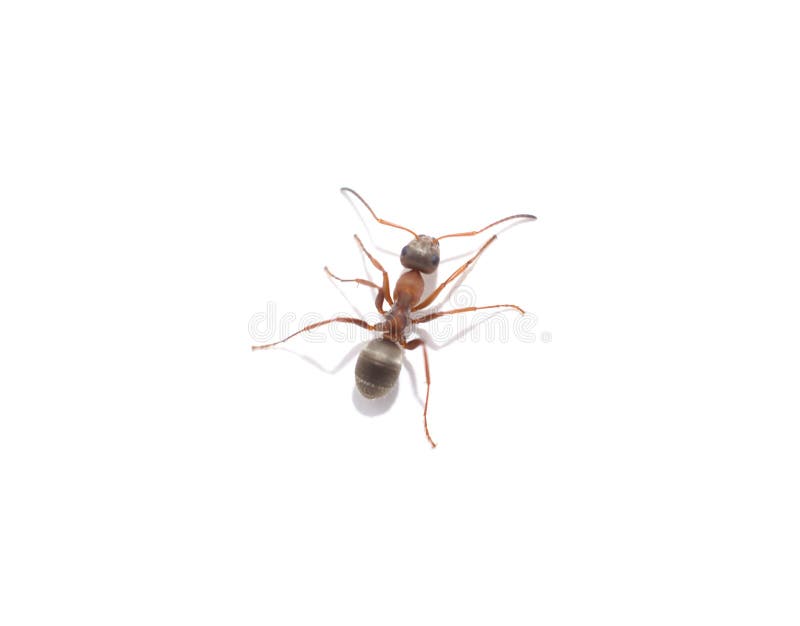 3,080 Little Ant Stock Photos - Free & Royalty-Free Stock Photos from ...