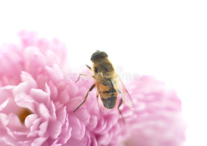 One Little Bee on the Chrysanthemum Stock Photo - Image of labor ...
