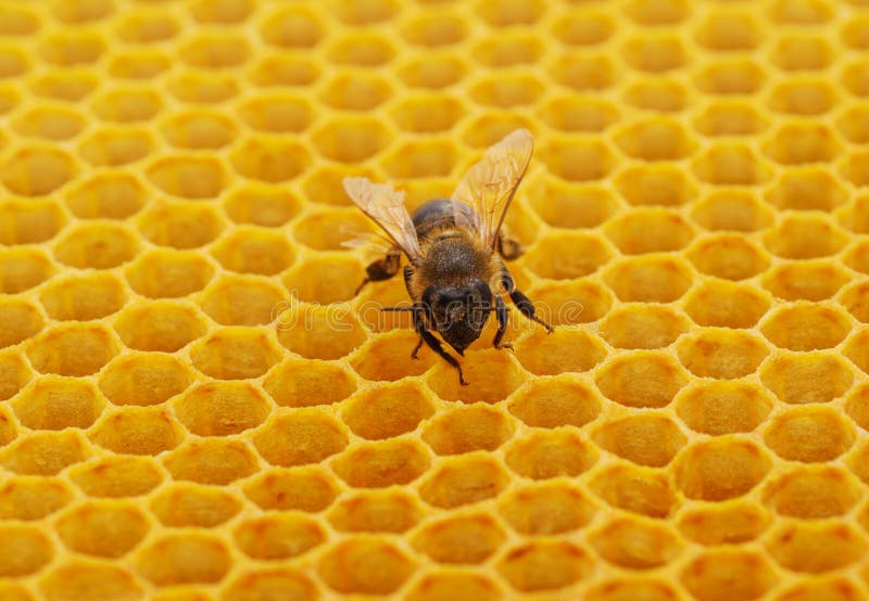 One Little Bee on Yellow Honeycombs Stock Image - Image of pollen ...