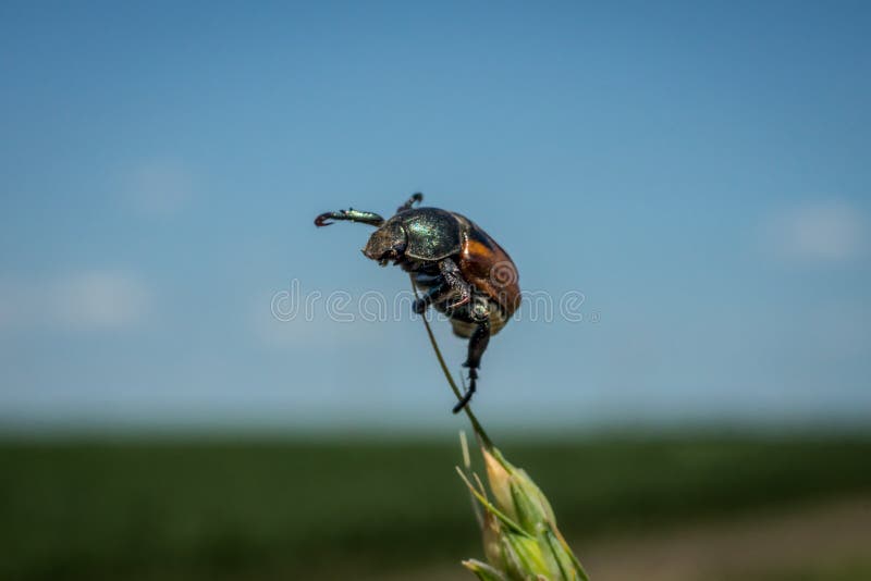 One Little Beetle on the Ear_DSC1587 Stock Image - Image of nature ...