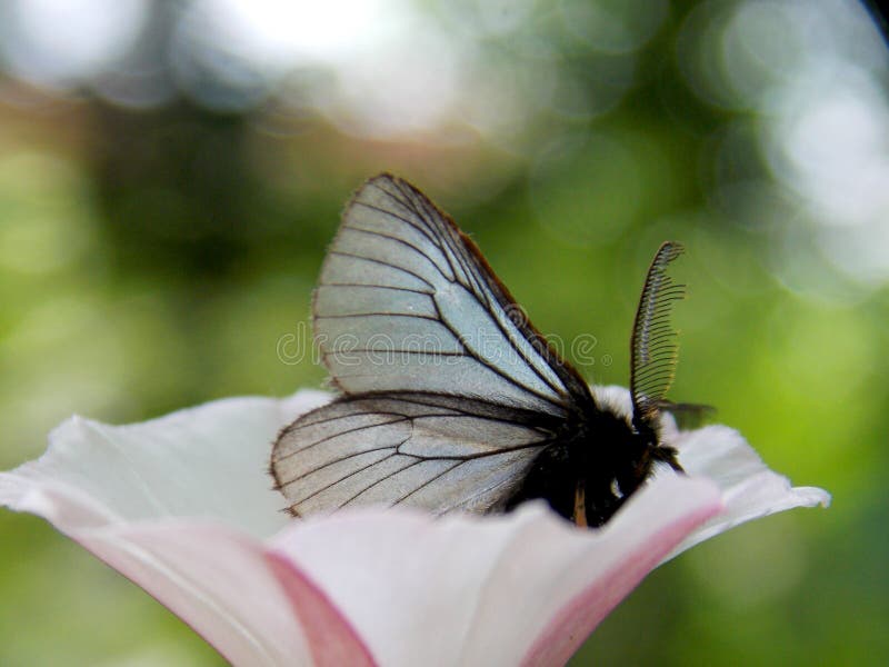 Little Butterfly on the Flower Stock Photo - Image of insect, plant ...