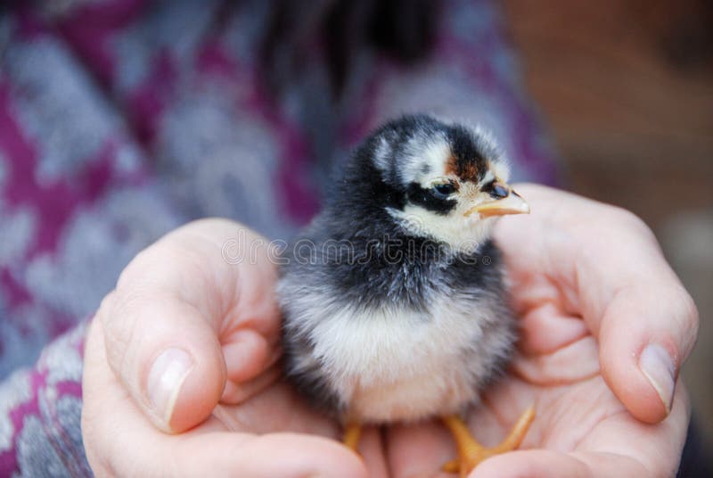 Little Chicks in Hers Hands Stock Image - Image of portrait, fluffy ...